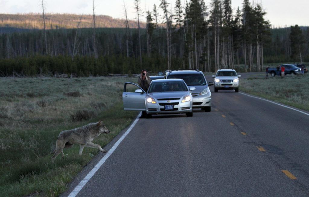 Working Wild University – A podcast where wildlife and working lands meet.