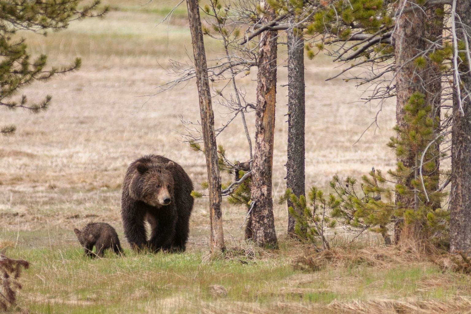 Working Wild University – A podcast where wildlife and working lands meet.